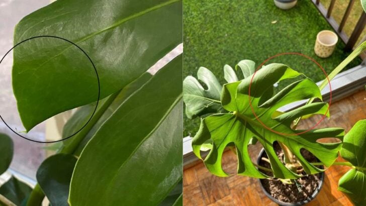 Monstera Growth Rate (How Fast Do Monsteras Grow?) - Garden For Indoor