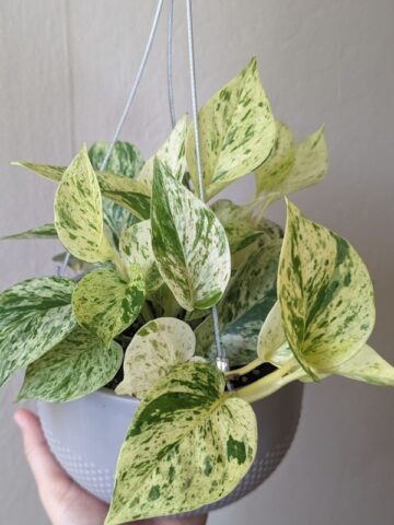 Marble Queen Vs. Snow Queen: How To Differentiate Between Them - Garden ...