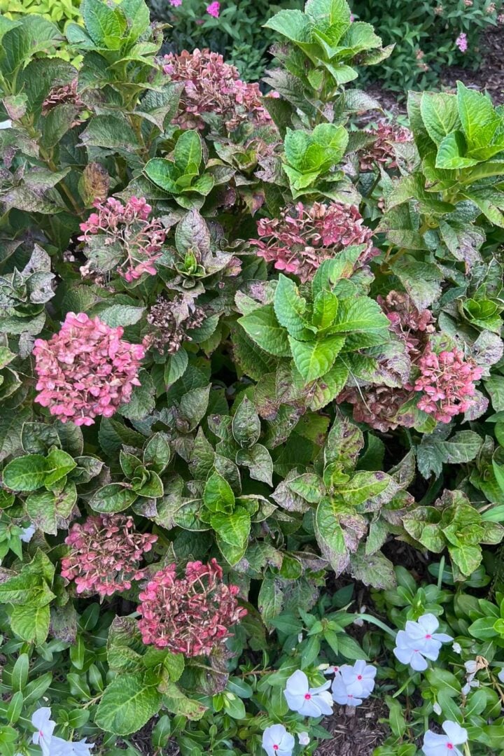 Why Is Your Hydrangea Drying Out And How To Help It - Garden For Indoor