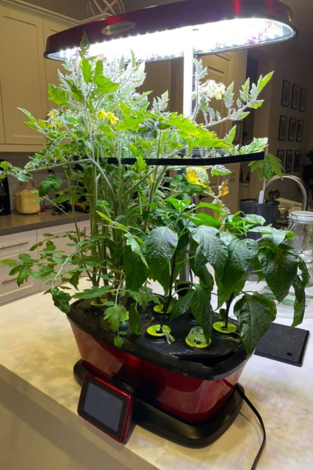 Growing Vegetables Indoors With Grow Lights: Guide To Year-Round Fresh ...