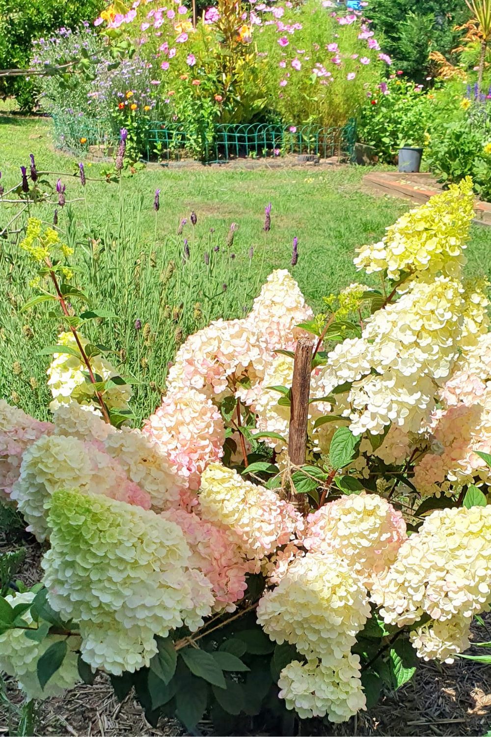 Popular Species And Varieties Of Garden Hydrangeas - Garden For Indoor
