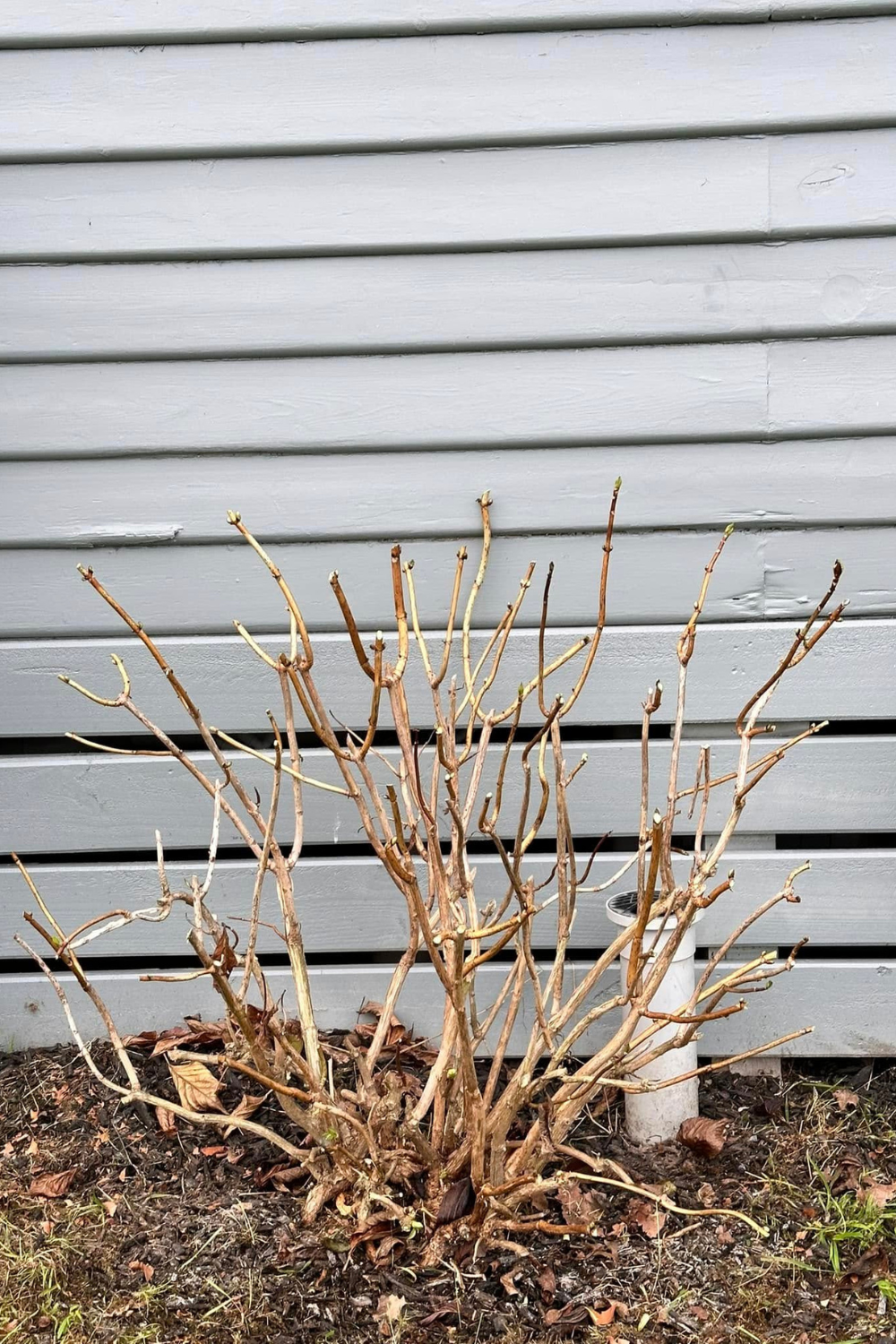 Do You Prune Hydrangeas After They Bloom? - Garden For Indoor