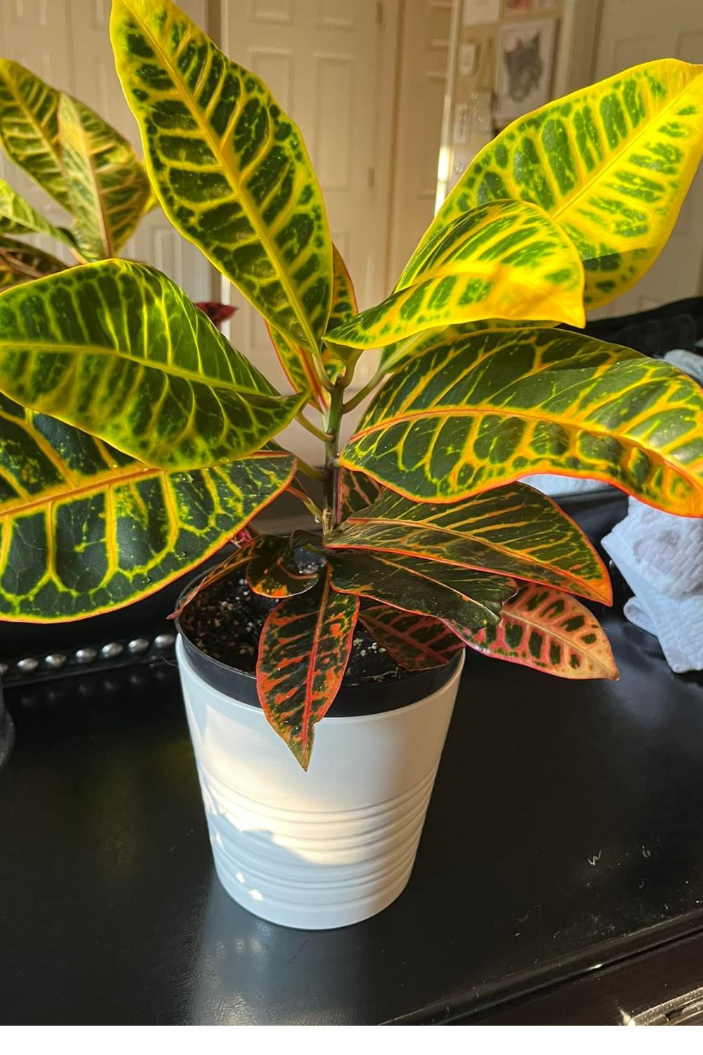 How To Grow And Care For Indoor Croton Plants - Garden For Indoor