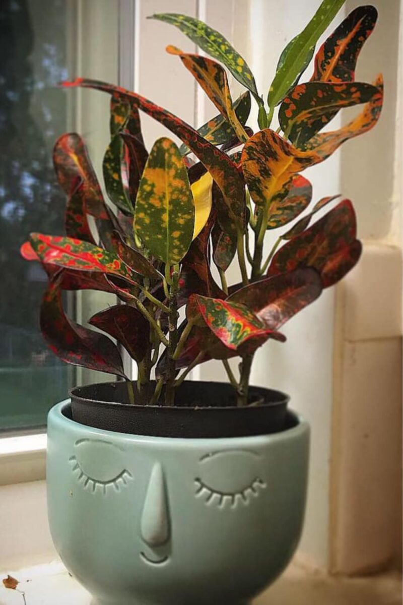 How To Grow And Care For Indoor Croton Plants - Garden For Indoor