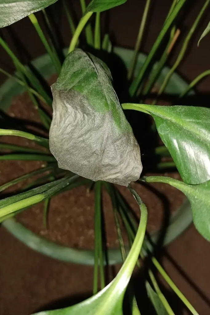 Peace Lily's Leaves Are Drying Out? Here’s How To Fix It - Garden For ...