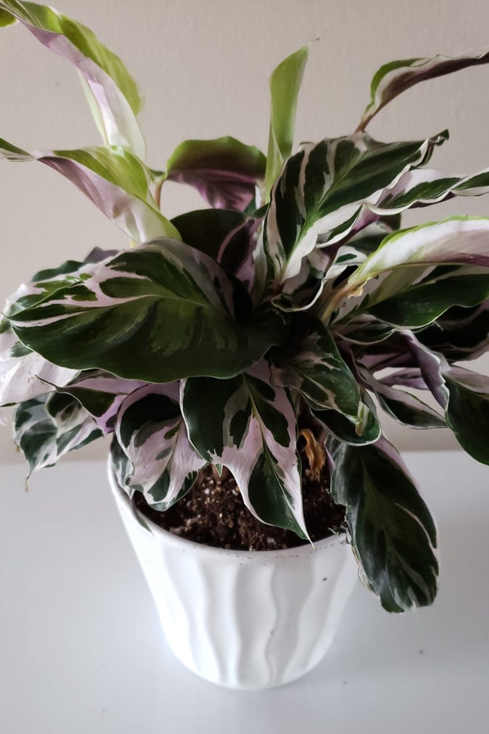 What Makes Calathea White Fusion Special? Care Tips For Thriving Plants - Garden For Indoor