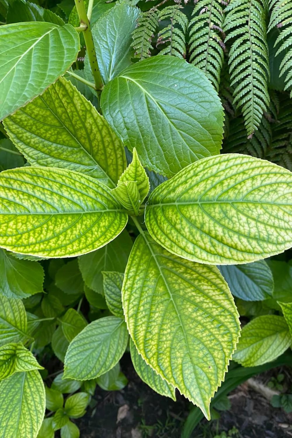 What Ails Hydrangeas: 4 Common Diseases And How To Treat Them - Garden ...