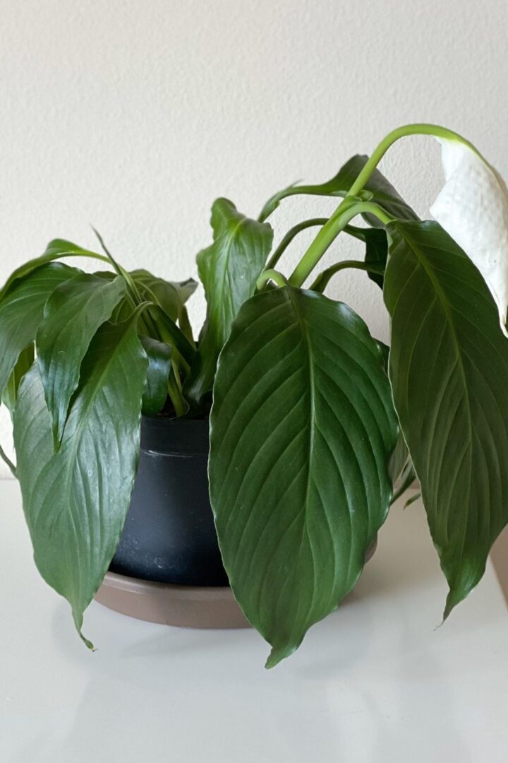 8 Common Reasons Your Peace Lily Is Drooping - Garden For Indoor