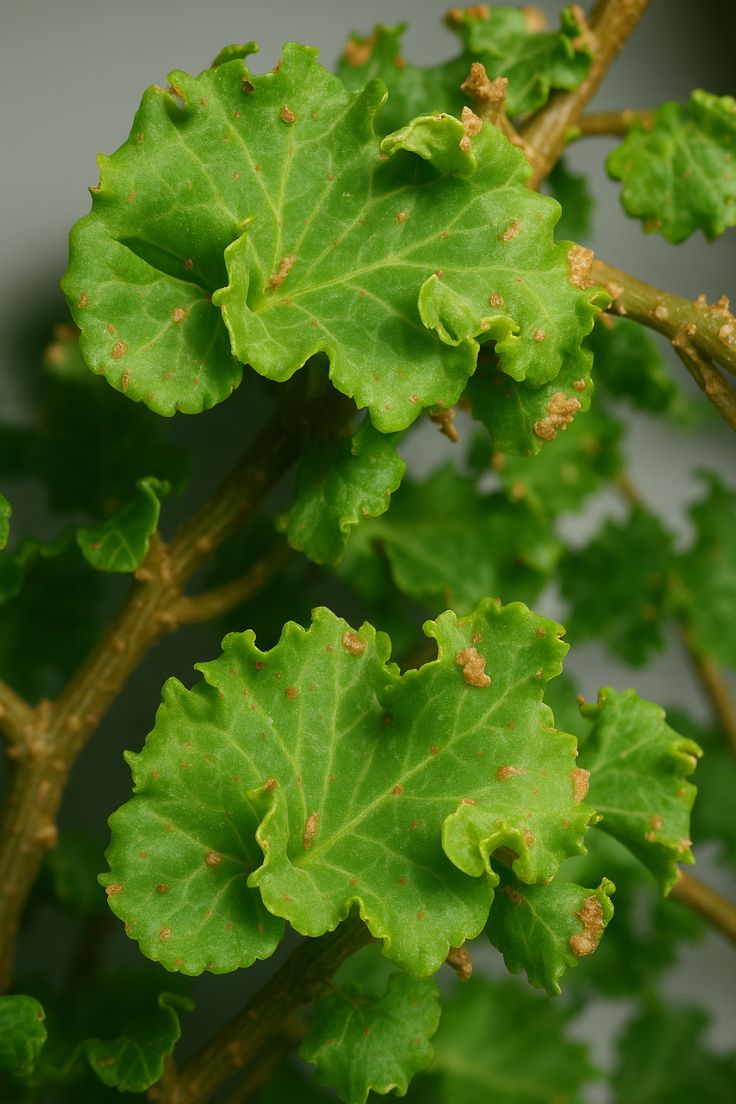 Common Begonia Diseases: Treatment And Prevention - Garden For Indoor