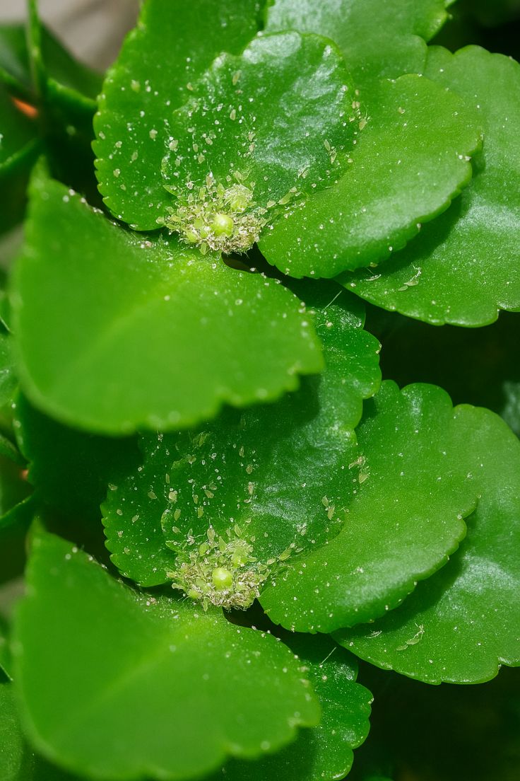 Common Begonia Diseases: Treatment And Prevention - Garden For Indoor