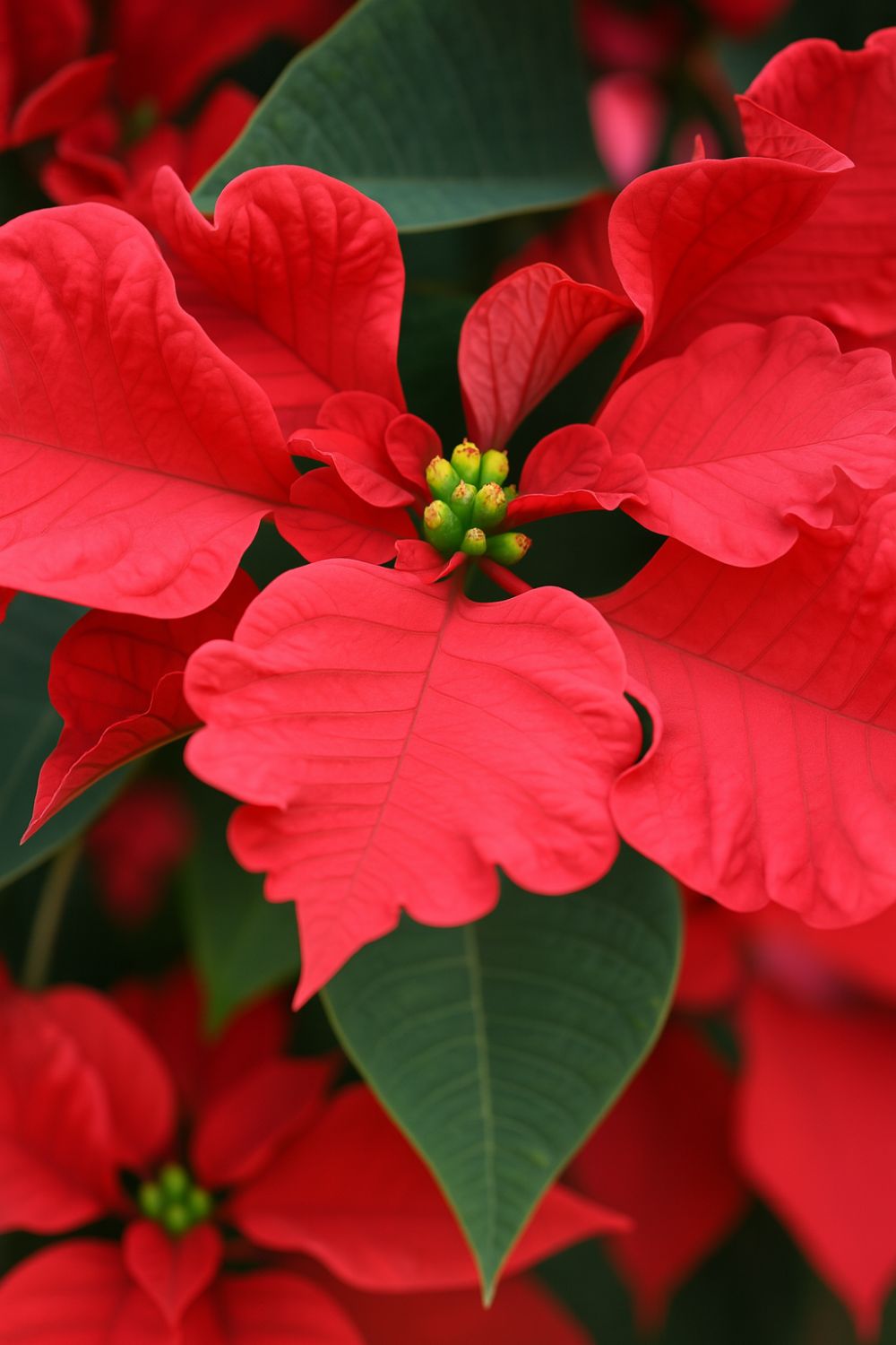 Poinsettia Varieties: White, Pink, Yellow & More - Garden For Indoor
