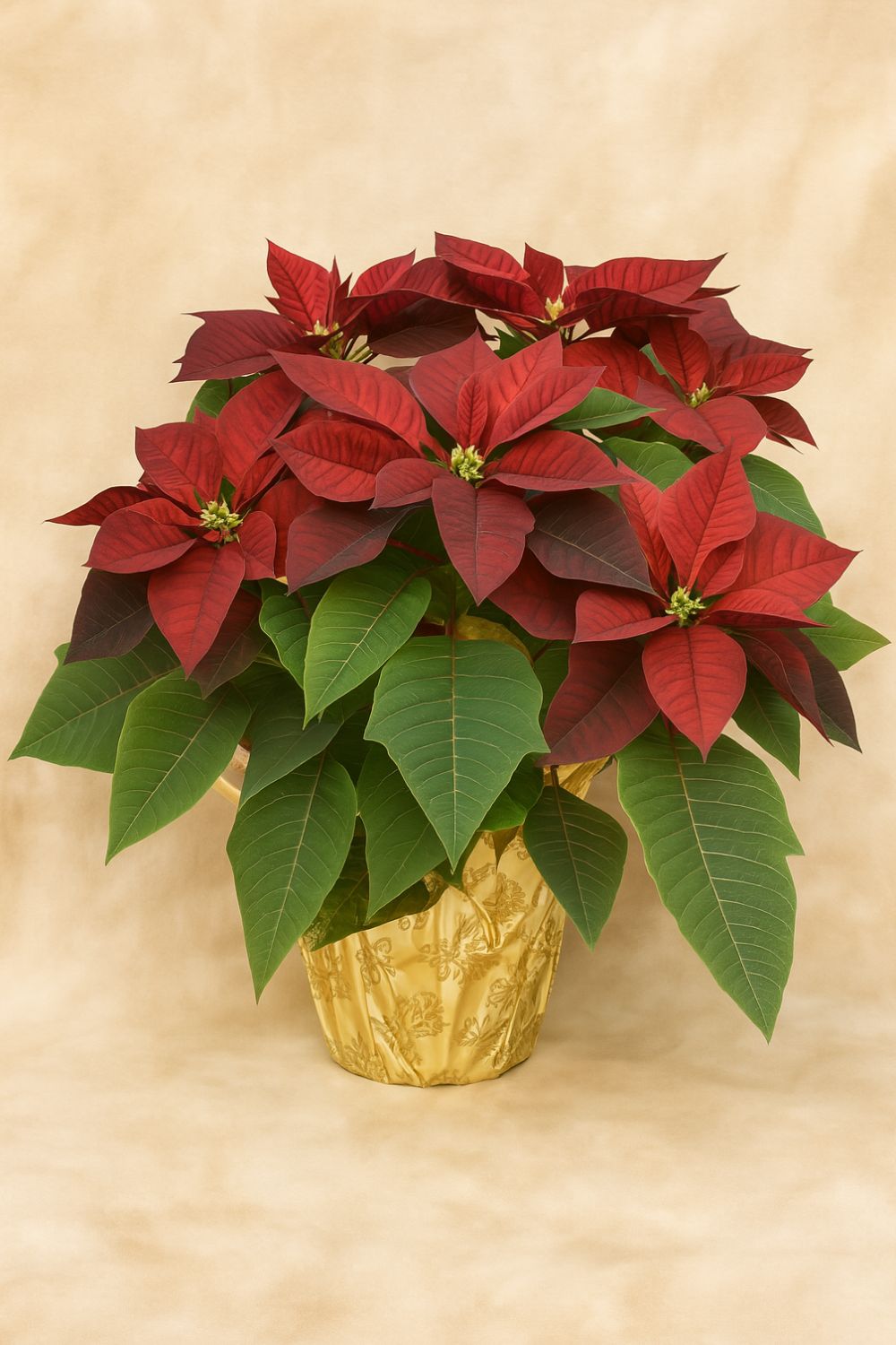 Poinsettia Varieties: White, Pink, Yellow & More - Garden For Indoor